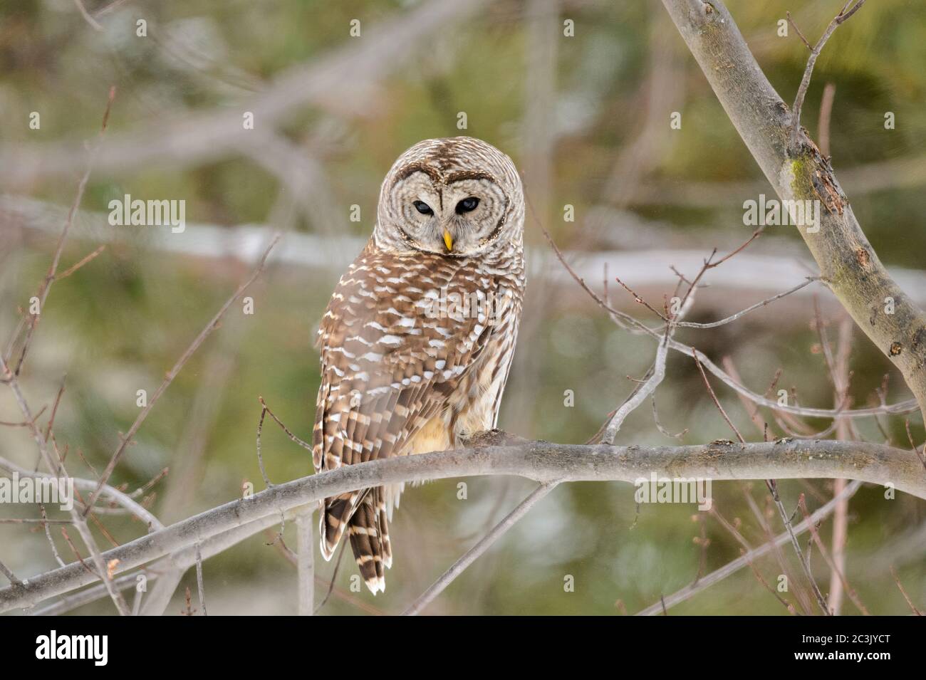 Barred owl (Strix varia), Greater Sudbury, Ontario, Canada Stock Photo ...