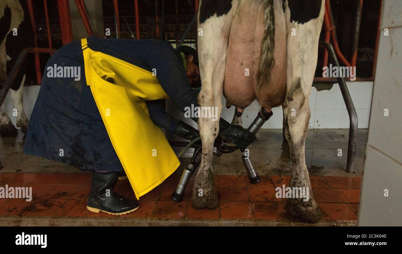 Ecuador cow hi-res stock photography and images - Alamy