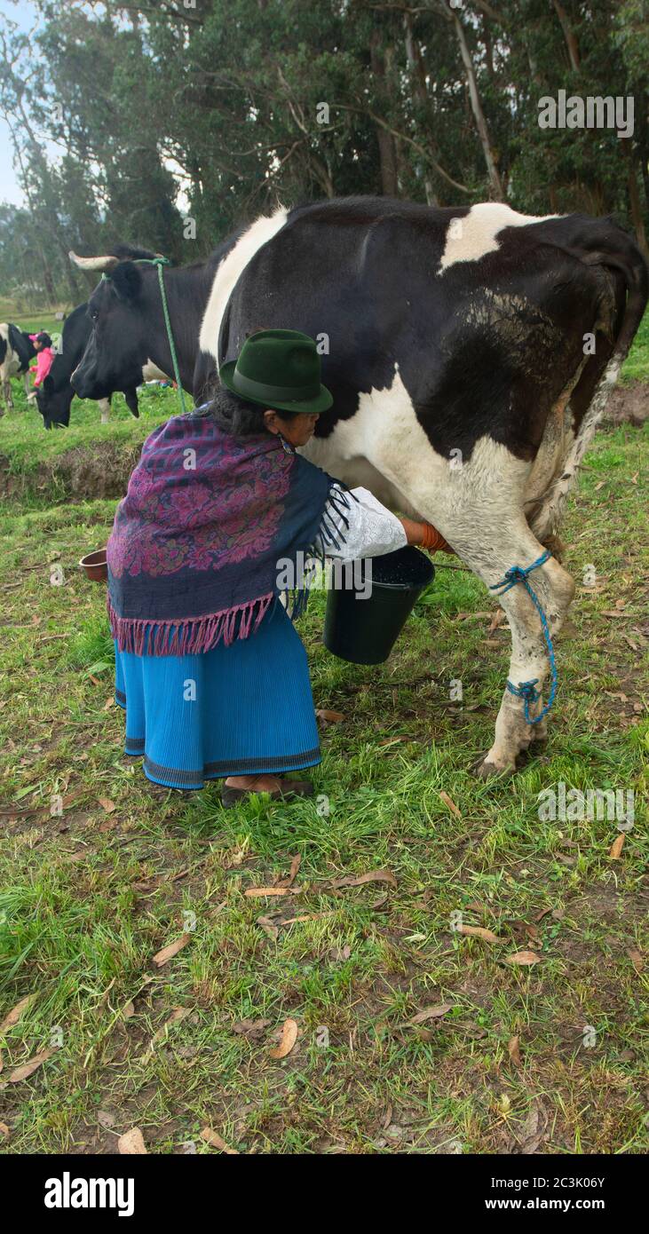 Old woman milking cow hi-res stock photography and images - Alamy