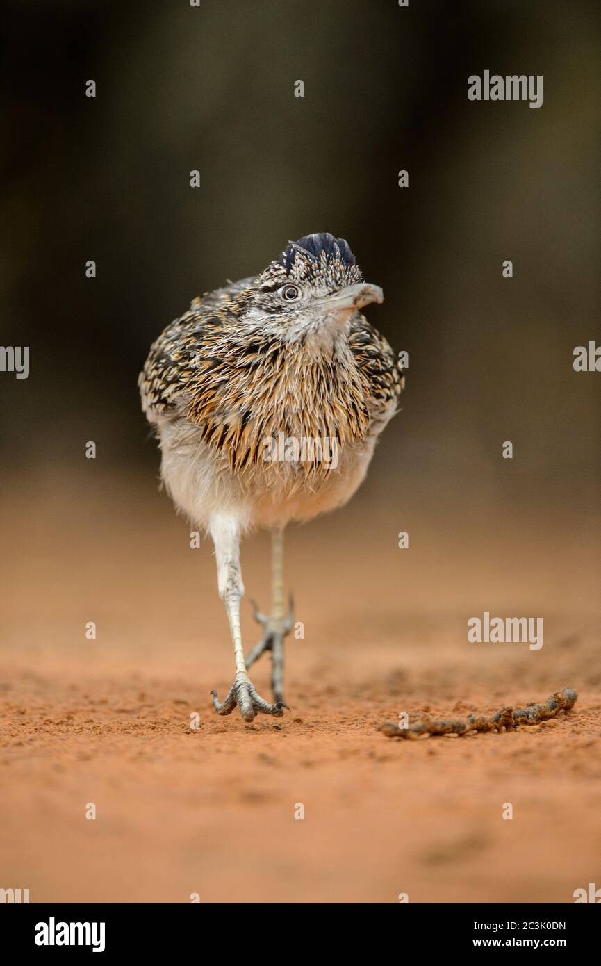 Greater roadrunner (Geococcyx californianus), Santa Clara Ranch, Starr ...