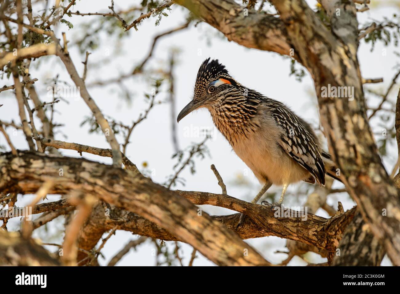 Greater roadrunner (Geococcyx californianus), Santa Clara Ranch, Starr ...