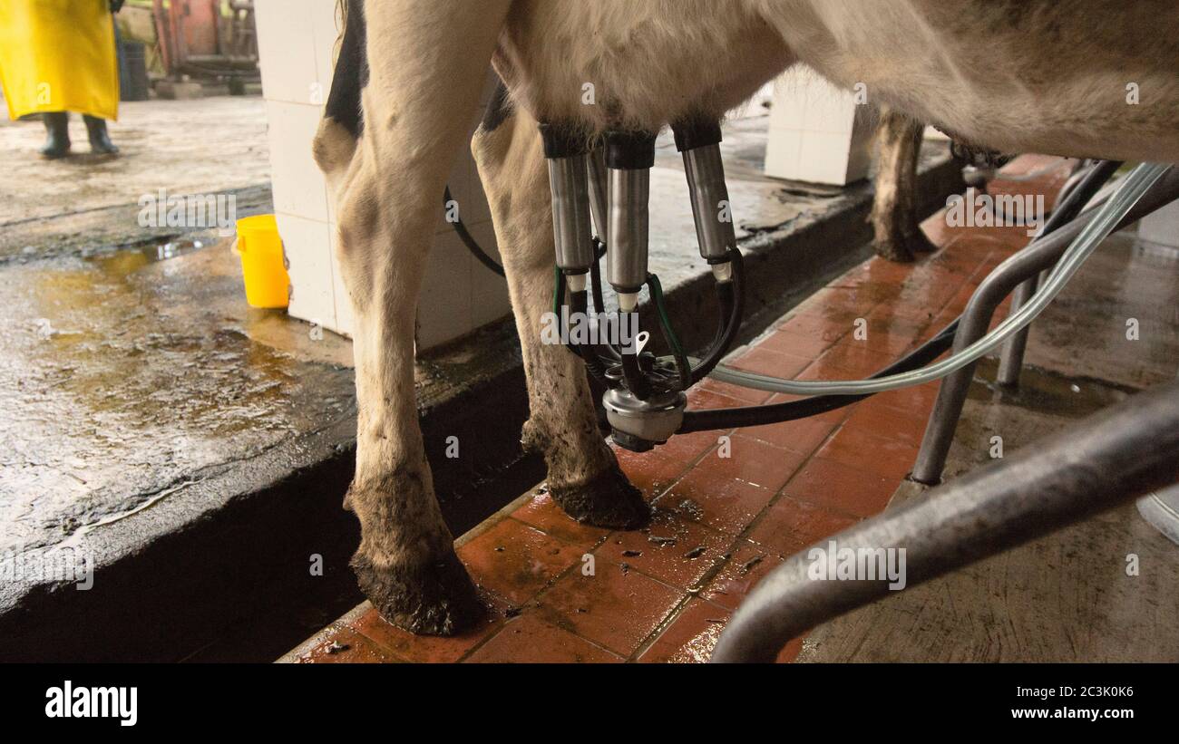 Mechanical milking mechanical milking hi-res stock photography and ...