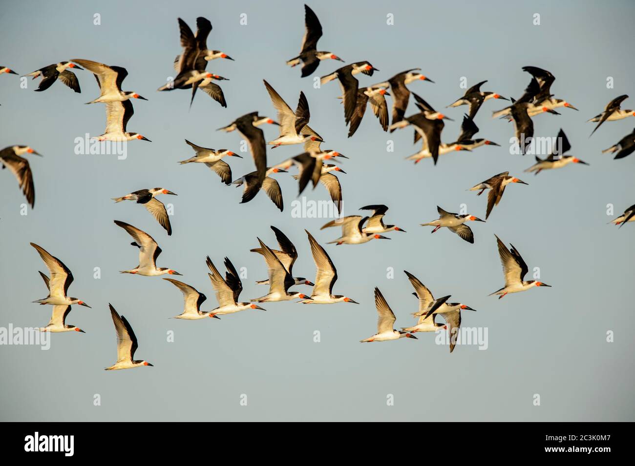 Black skimmer (Rynchops niger), Goose Island State Park, Texas, USA ...