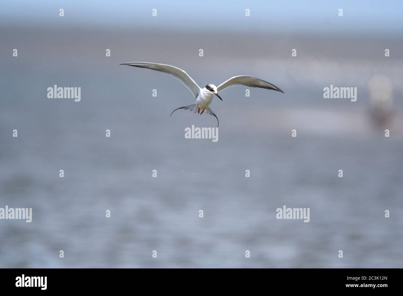 Terns hunting hi-res stock photography and images - Alamy