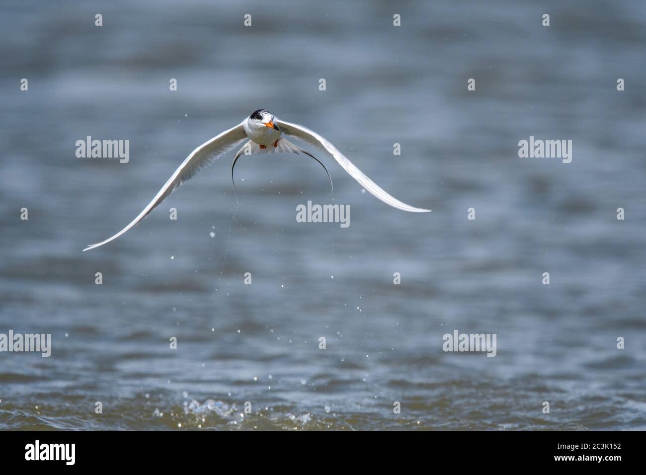 Common tern (Stern hirundo) Hovering and diving for fish, Rollover Pass ...