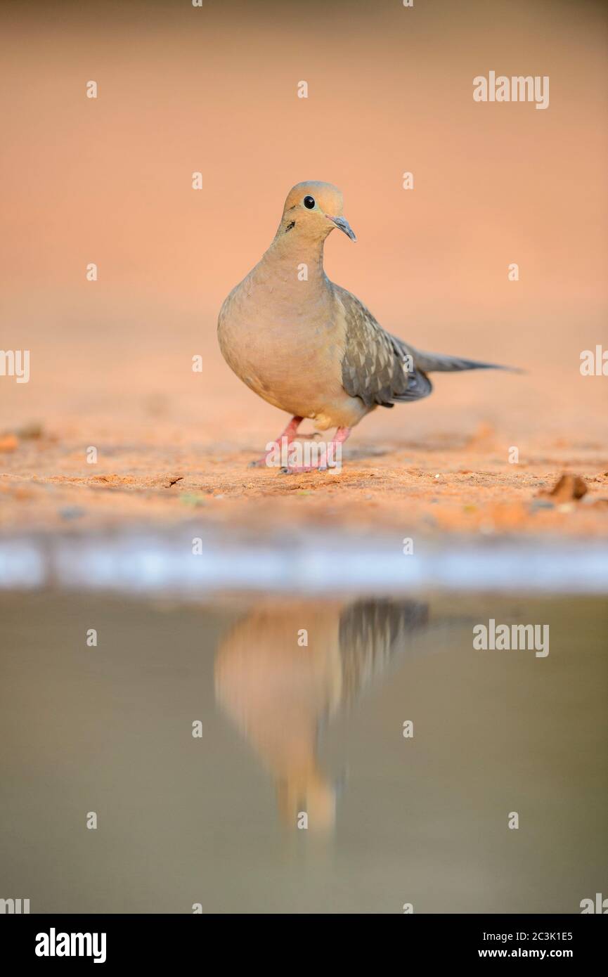 Mourning dove texas hi-res stock photography and images - Alamy