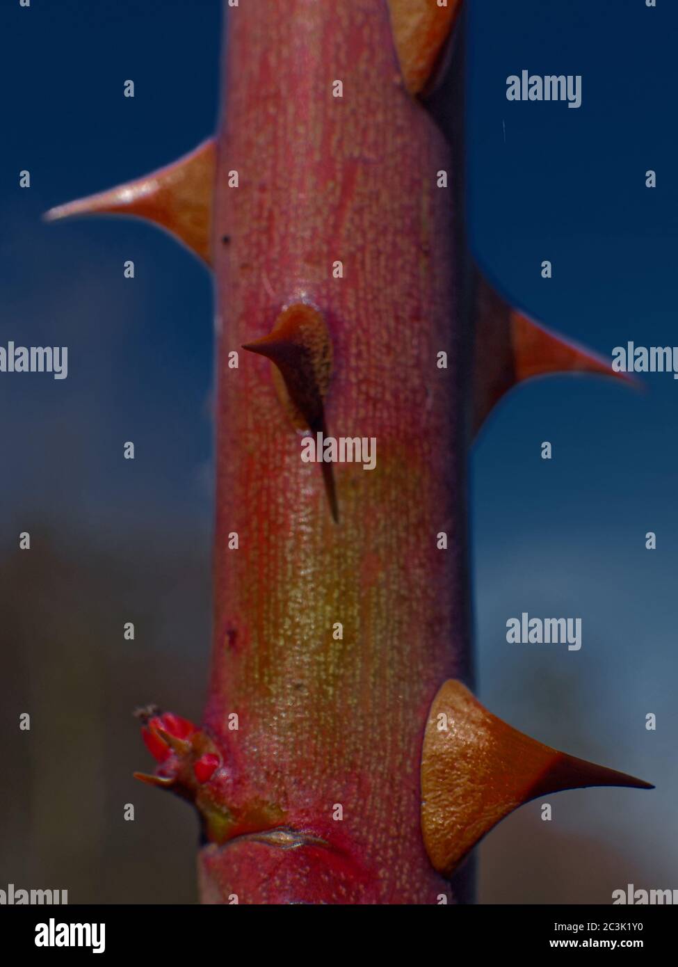 Flower branch full hi-res stock photography and images - Alamy