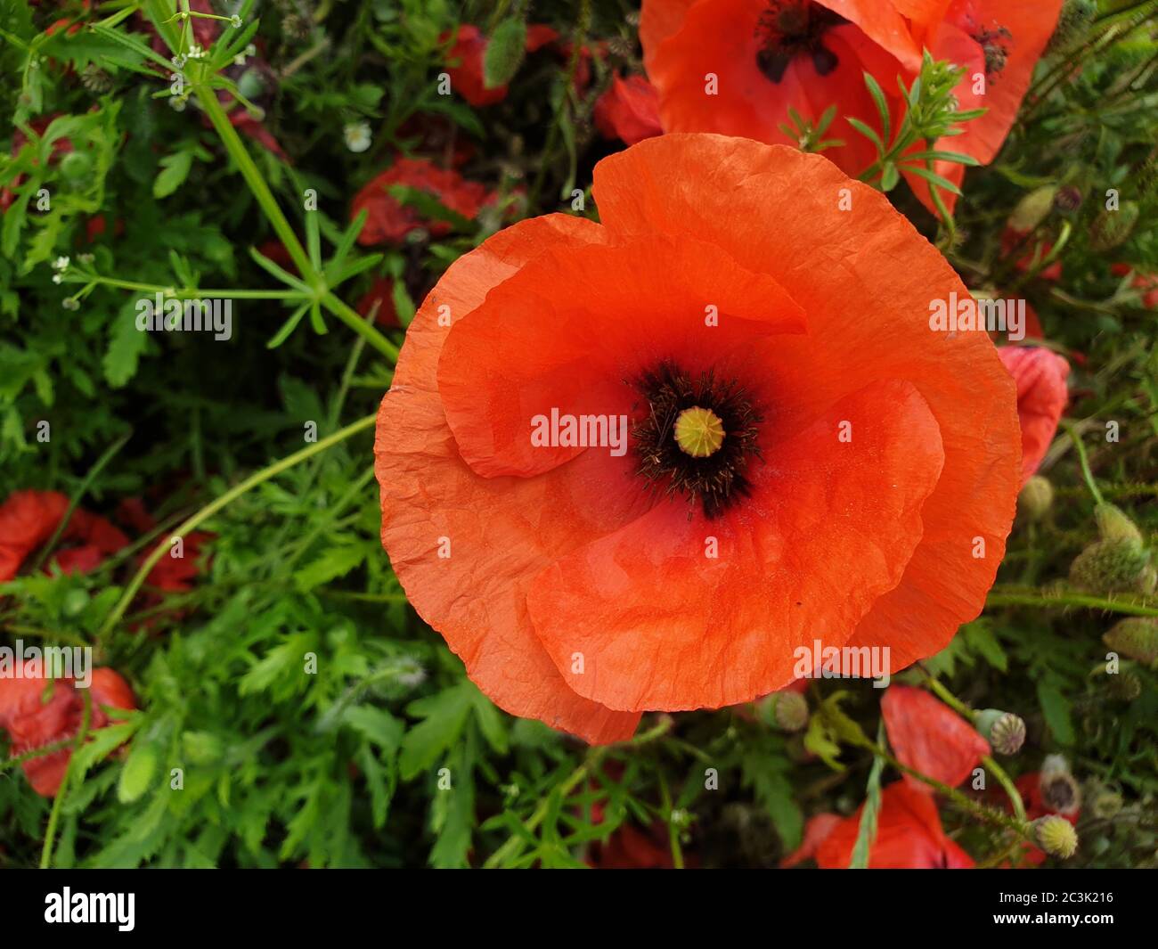 Red poppy - my favorite summertime flower Stock Photo - Alamy