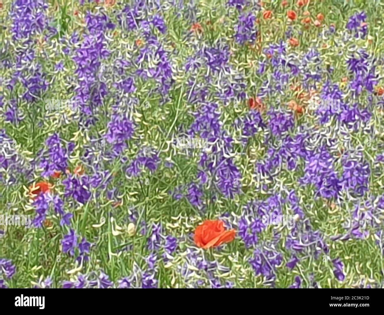 Red wildflower on meadow hi-res stock photography and images - Alamy