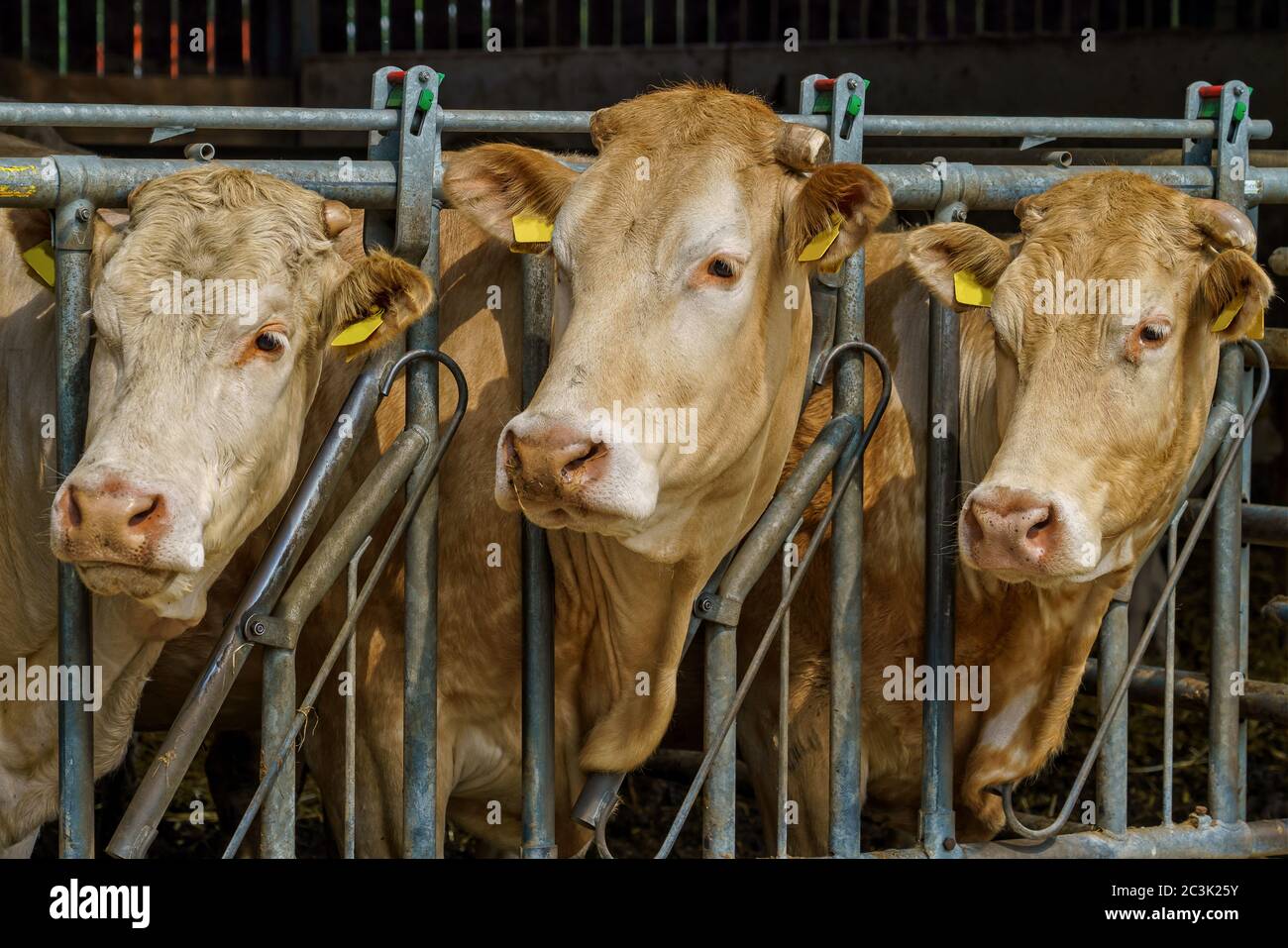 Closeup shot of three Dutch cows in a farm Stock Photo - Alamy