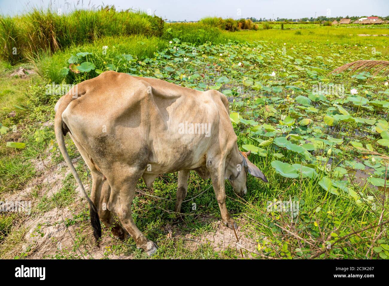 Lotus farming vietnam hi-res stock photography and images - Alamy