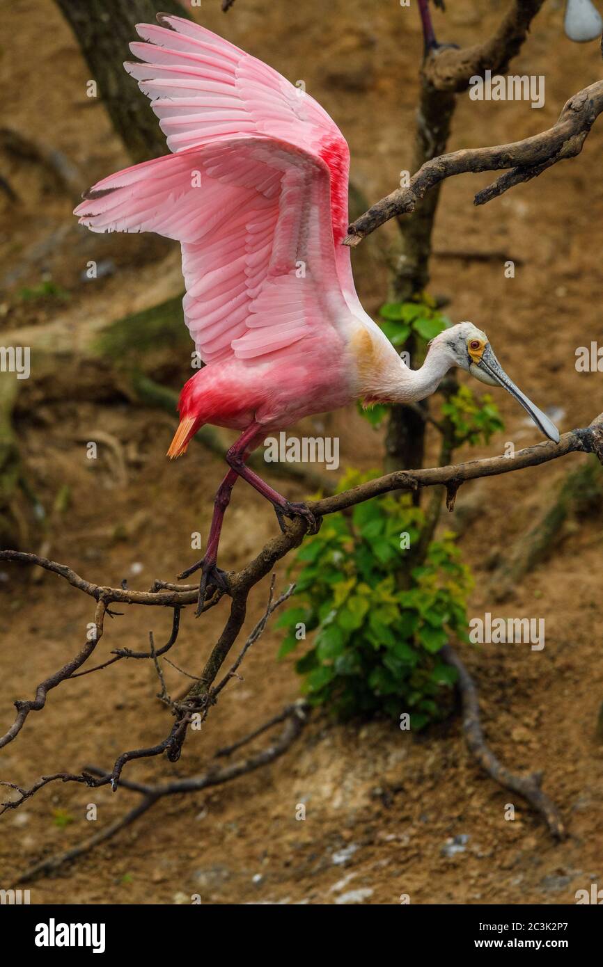 Roseate spoonbill (Platalea ajaja), Smith Oaks Audubon rookery, High ...
