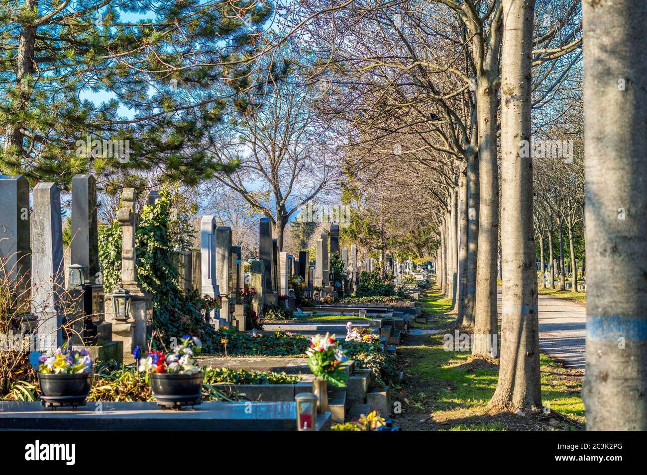 Picture of gravestones in a cemetery surrounded by trees in Vienna ...