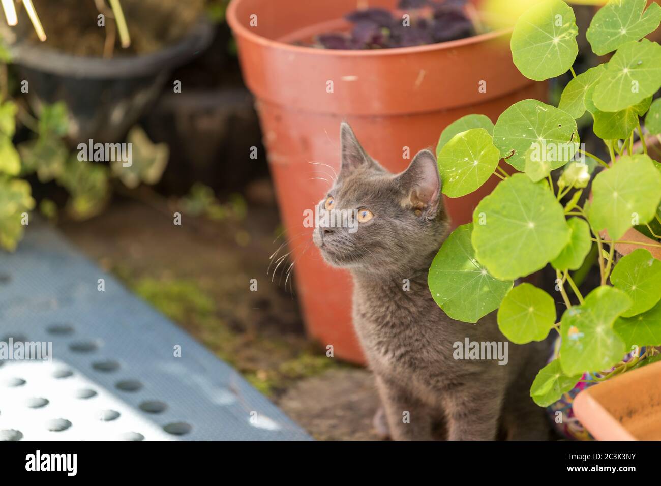 Grey cat playing in the back garden. Shallow focus, blurred background ...