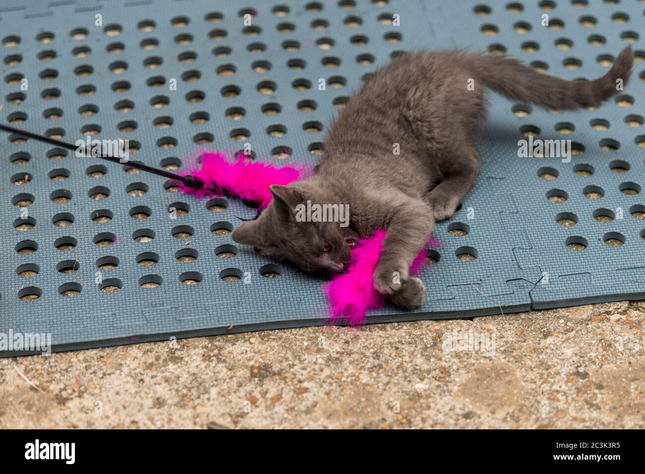 Grey cat playing in the back garden. Shallow focus, blurred background ...