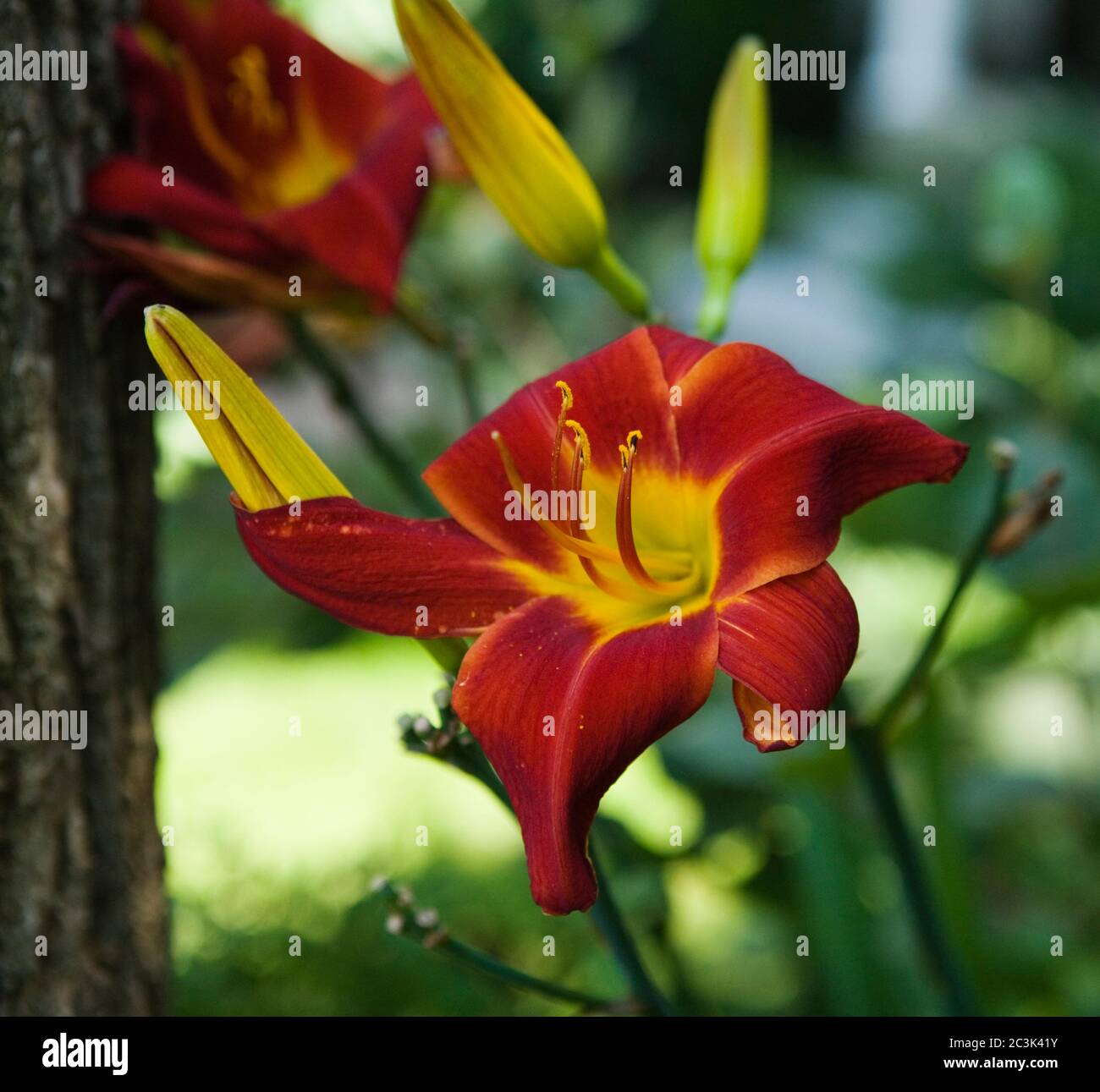 Landscape With Yellow Lily Plants
