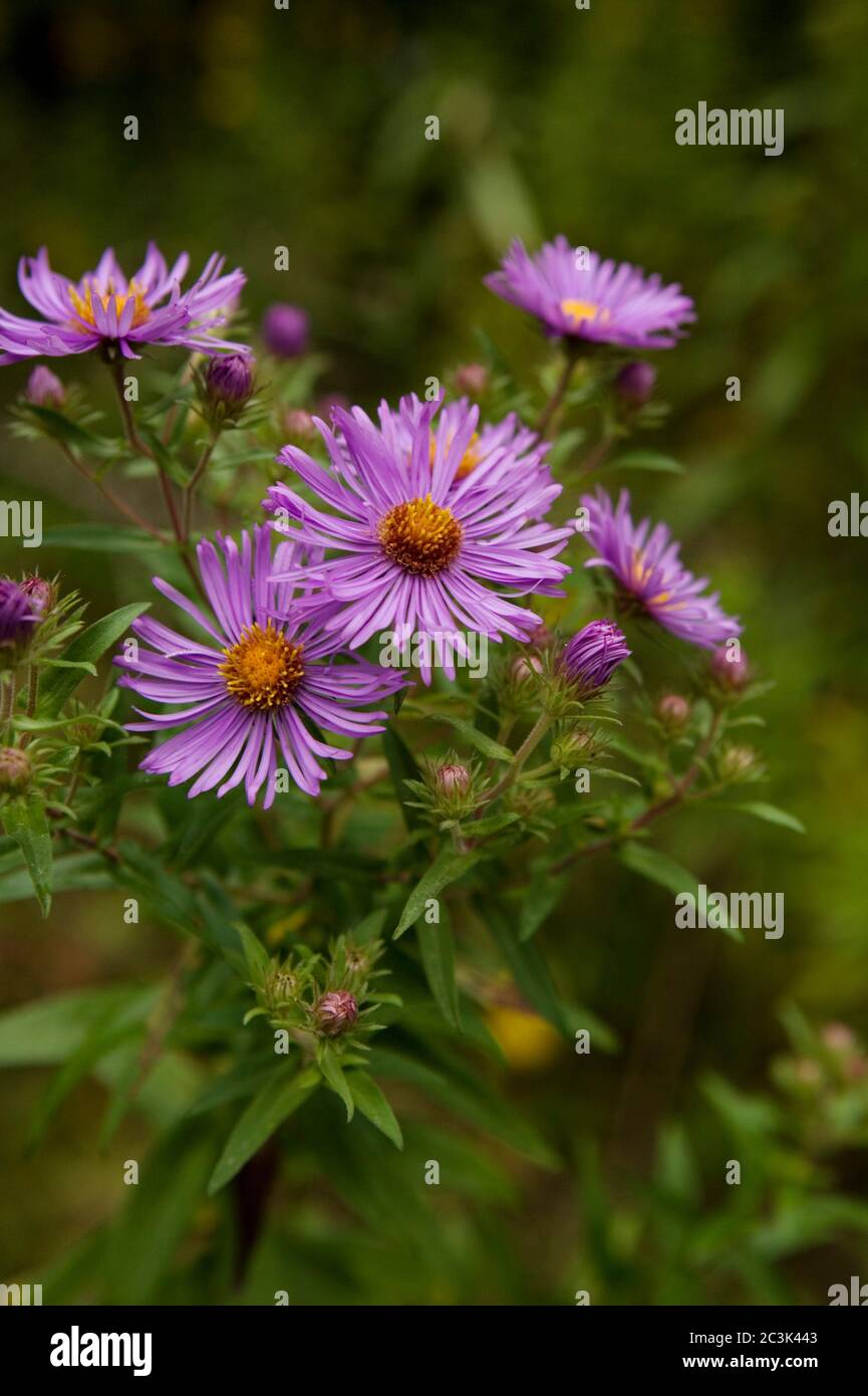 New England Aster, Aster novae angliae,Ontario Stock Photo - Alamy