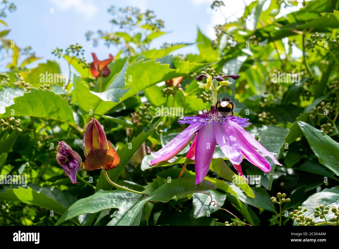 Stunning pink passion flower passiflora growing on a brick wall in ...