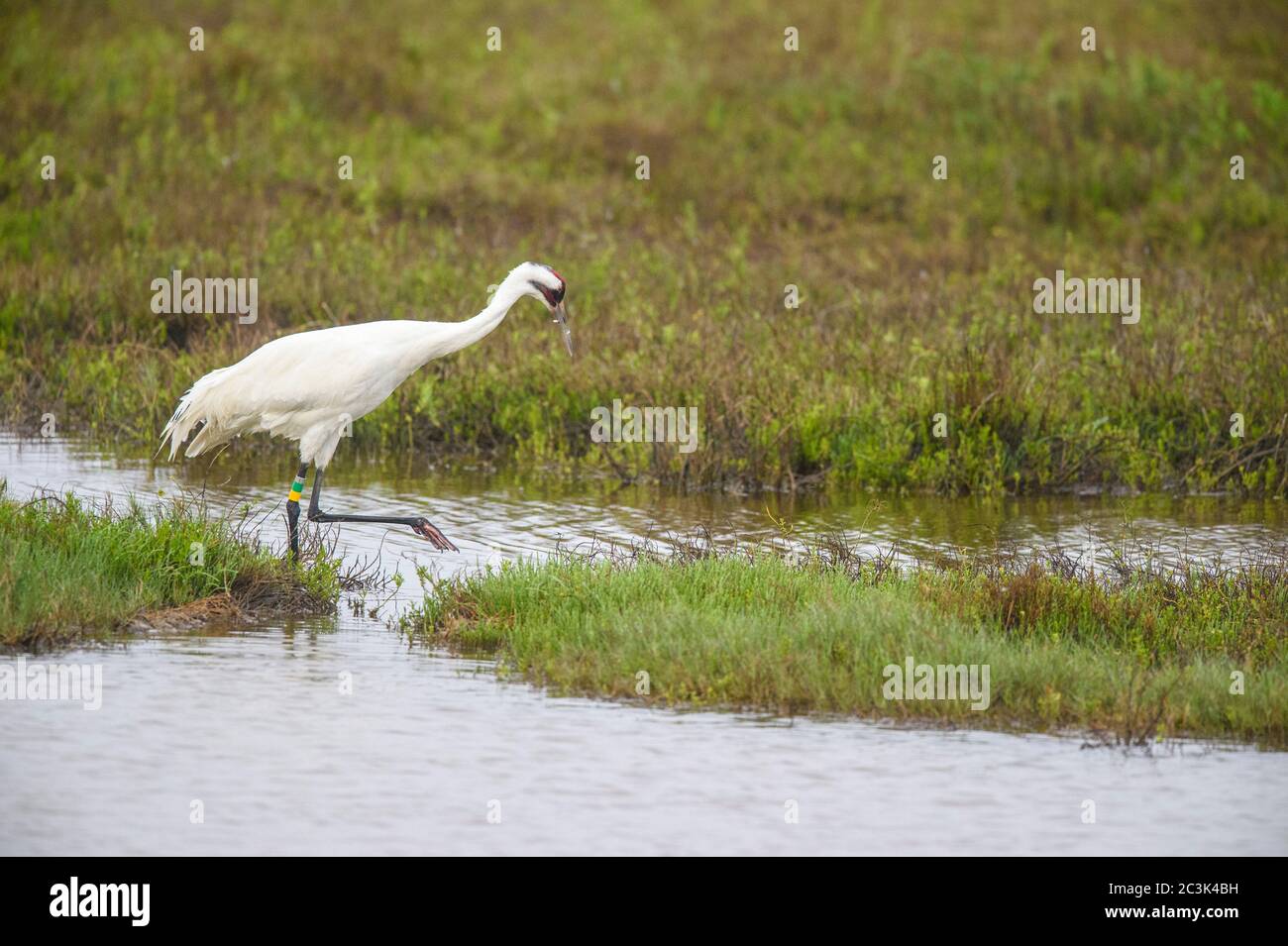 Whooping crane (Grus americana) in winter range, Aransas National ...