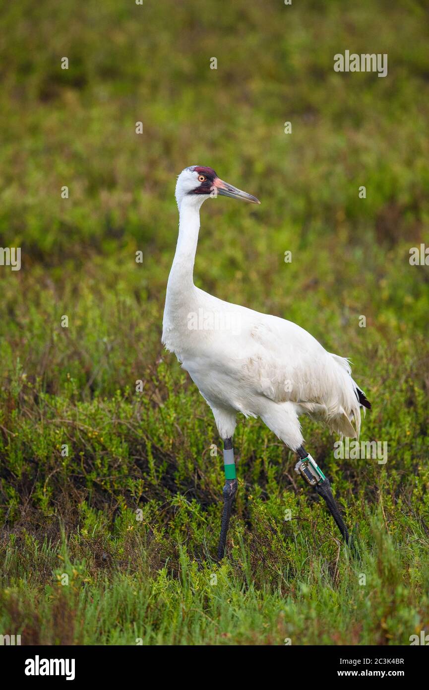Whooping crane (Grus americana) in winter range, Aransas National ...