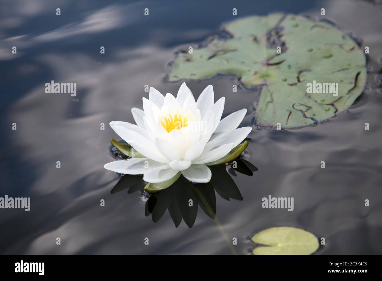 White,Water, Lily, flower, white, summer, pond Stock Photo - Alamy