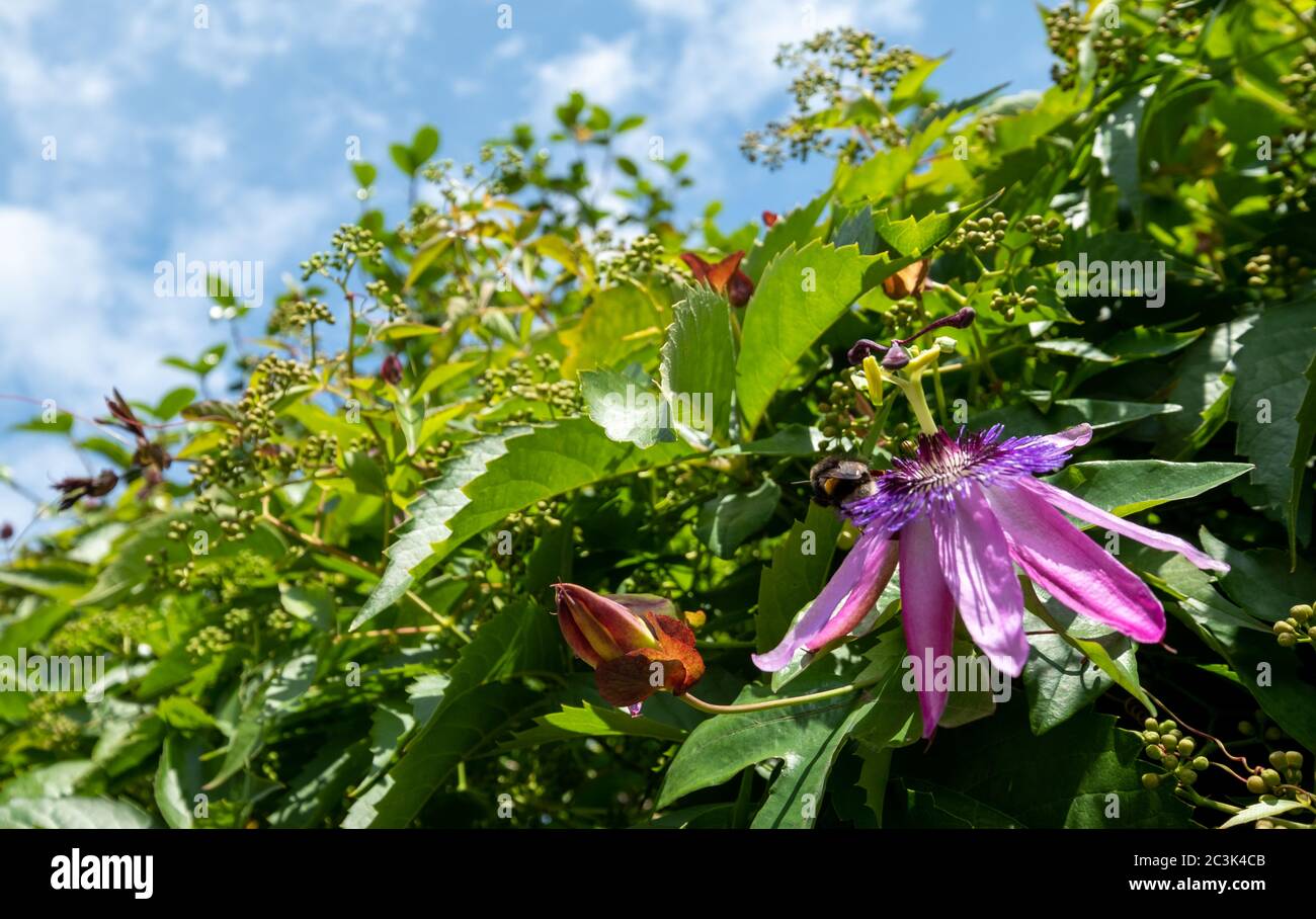 Stunning pink passion flower passiflora growing on a brick wall in ...