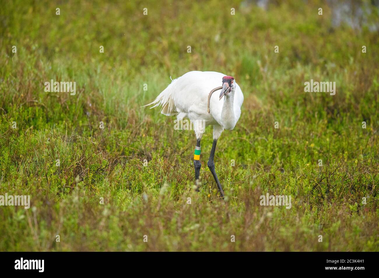 Whooping crane (Grus americana) Eating a snake it has captured, Aransas ...