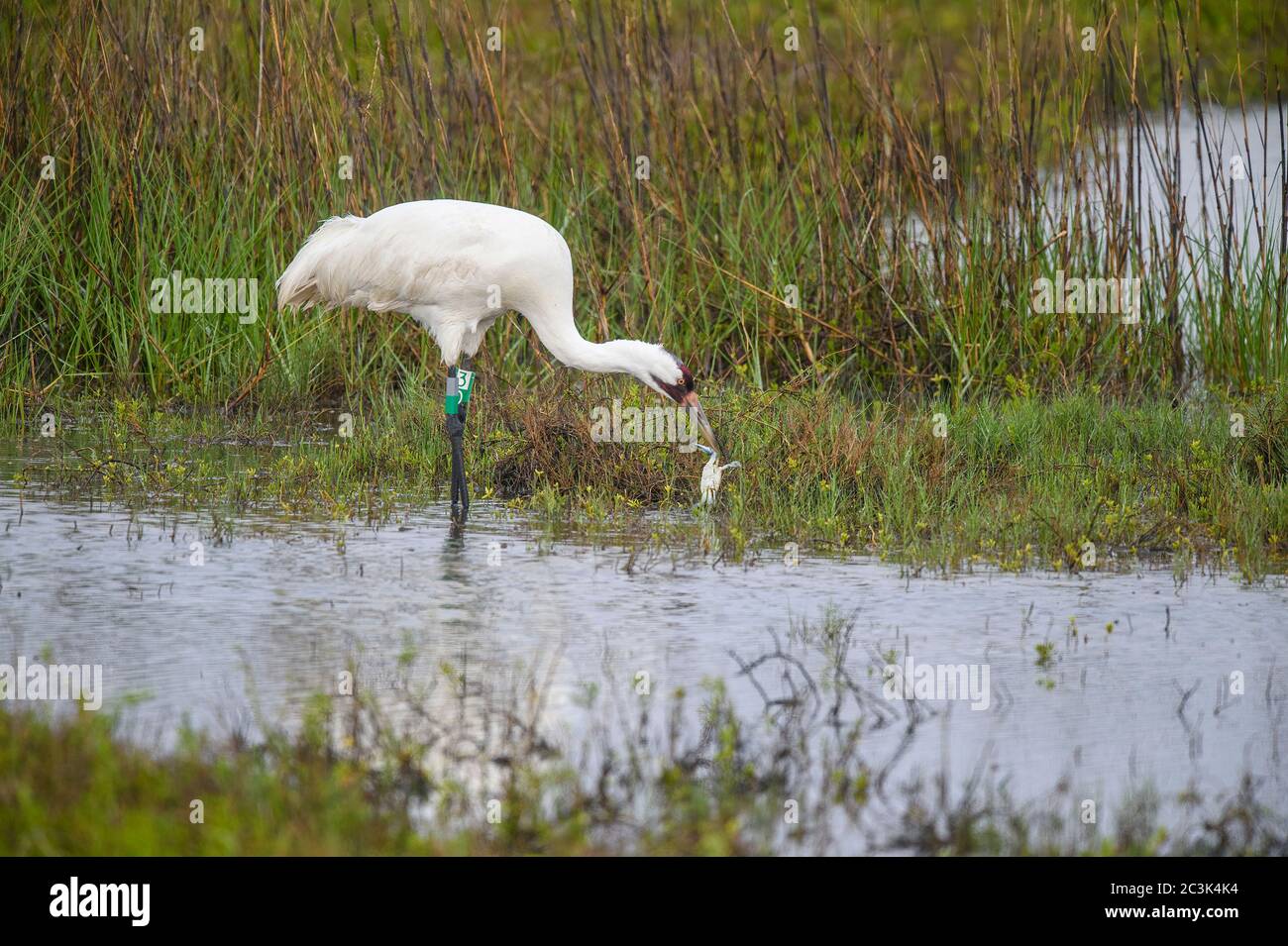 Whooping crane (Grus Americana) Adult eating a captured blue crab ...