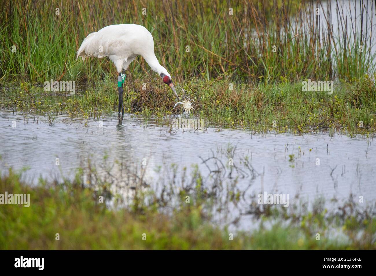 Whooping crane (Grus Americana) Adult eating a captured blue crab ...