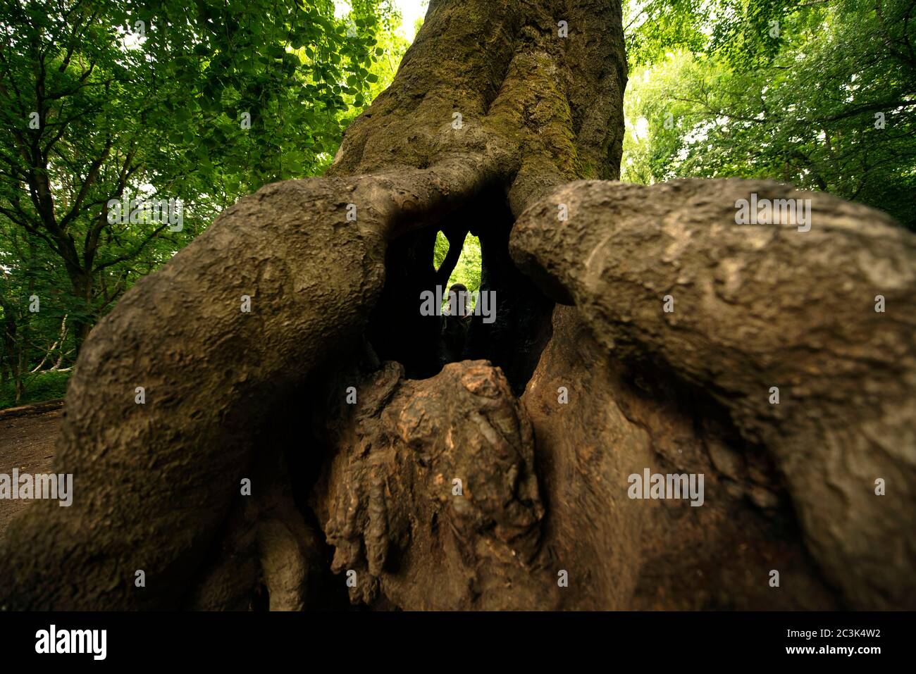 Empty tree hi-res stock photography and images - Alamy