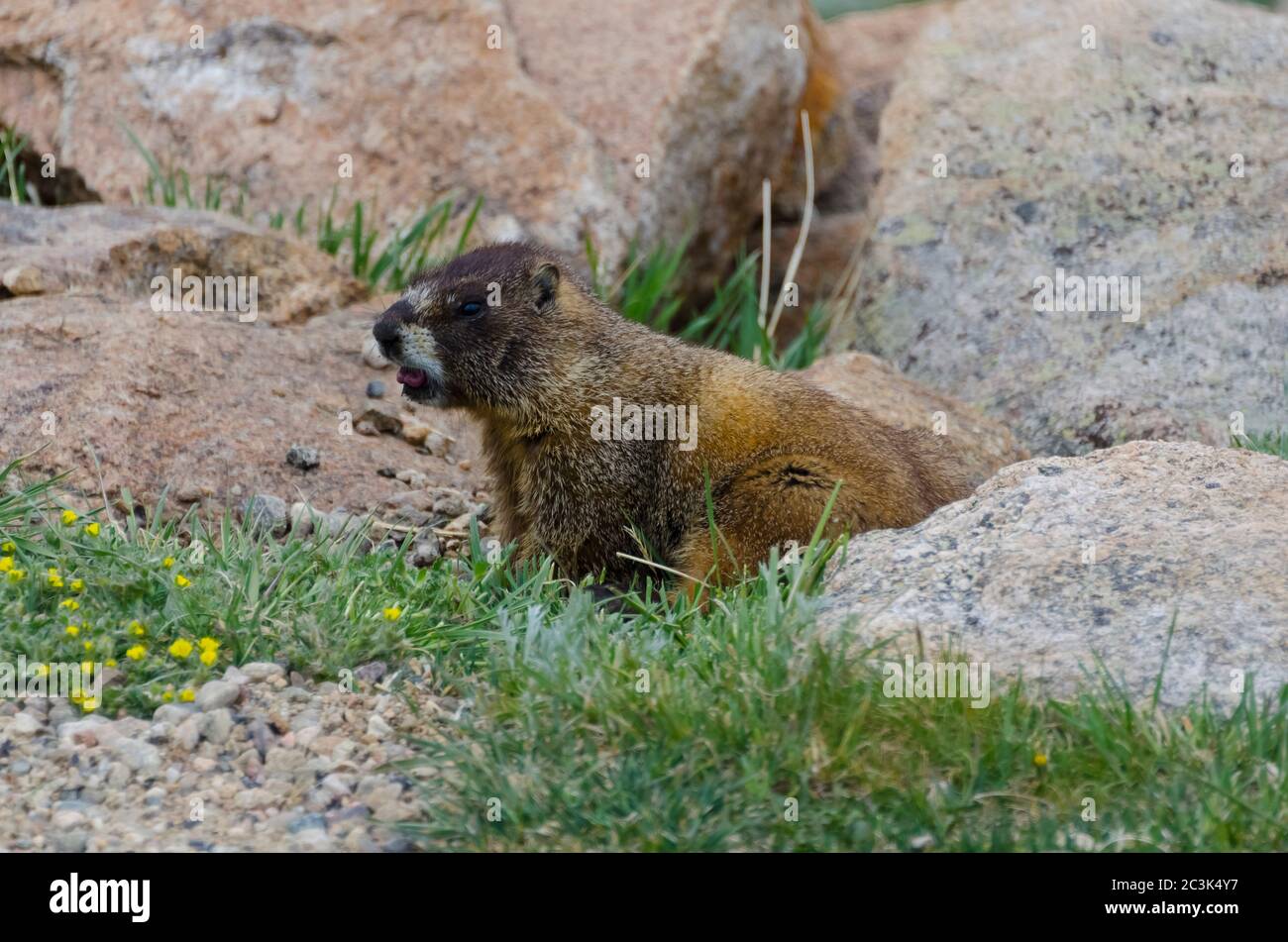 Alpine Marmot in the Rocky Mountain National Park, Colorado, USA Stock ...