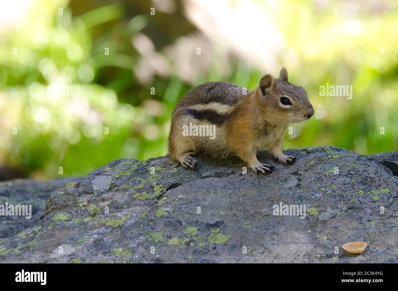Mountain squirrel hi-res stock photography and images - Alamy