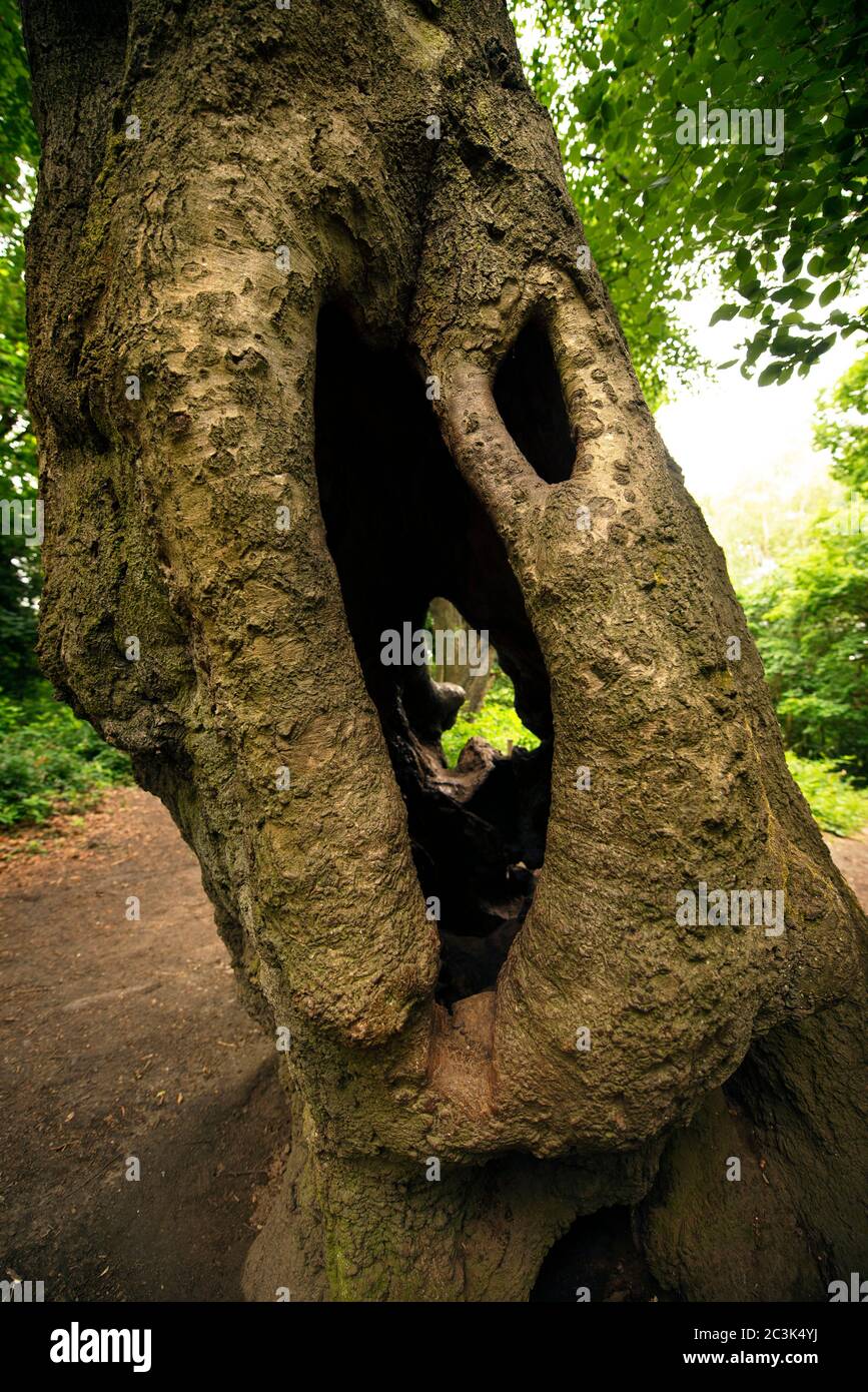 Basal cavity hi-res stock photography and images - Alamy