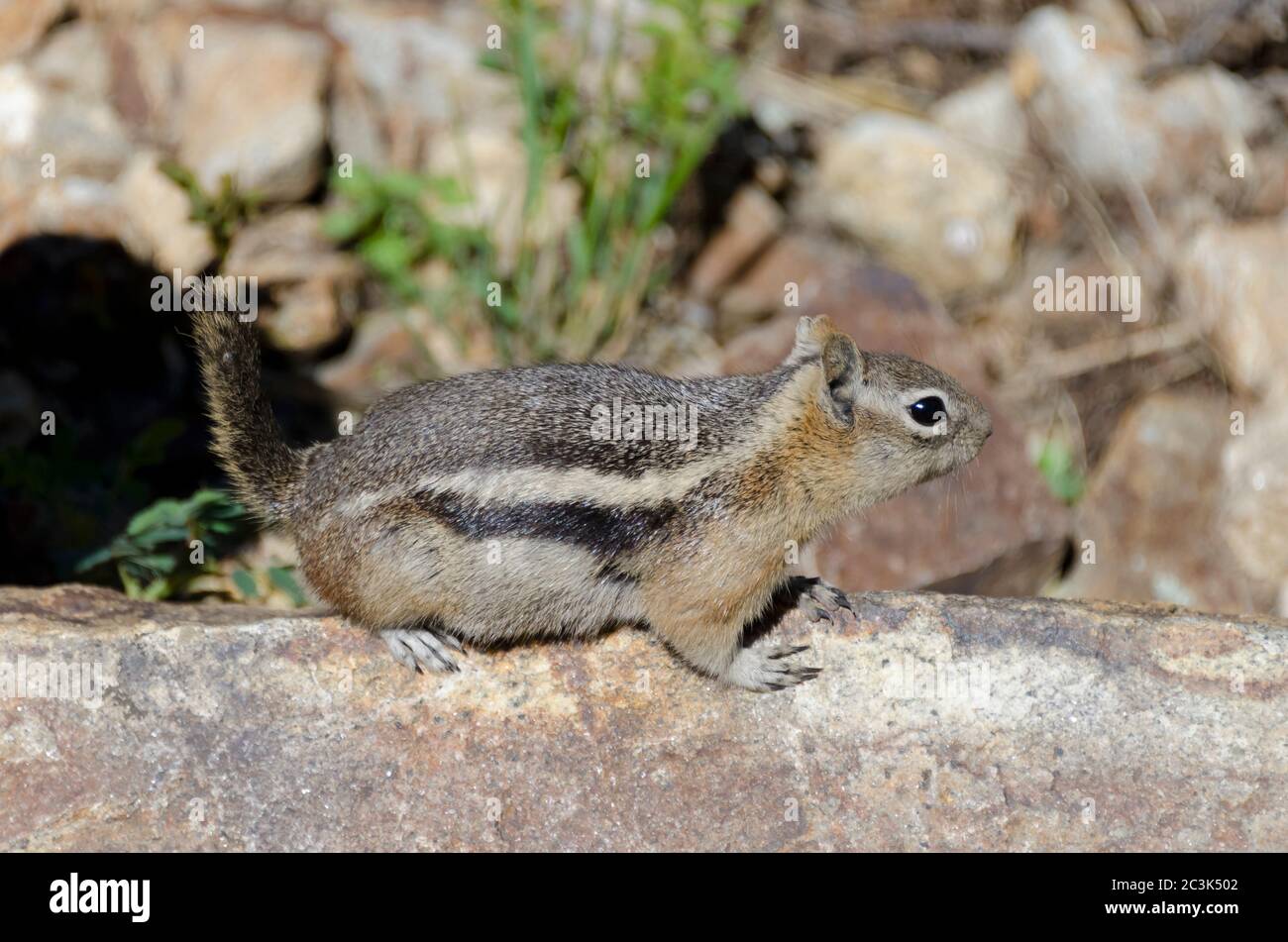 Mountain ground squirrel hi-res stock photography and images - Alamy