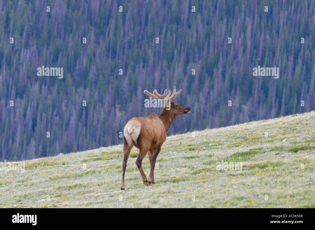 Elk at rocky mountain national park hi-res stock photography and images ...