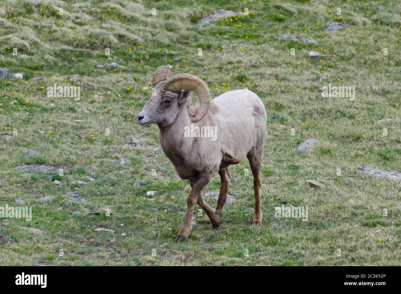 Mountain sheep, Rocky Mountain National Park, Colorado, USA Stock Photo ...