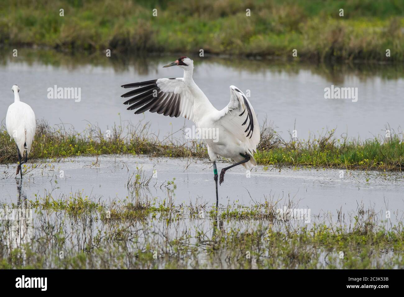 Whooping crane (Grus Americana) Exhibiting territorial behaviour ...