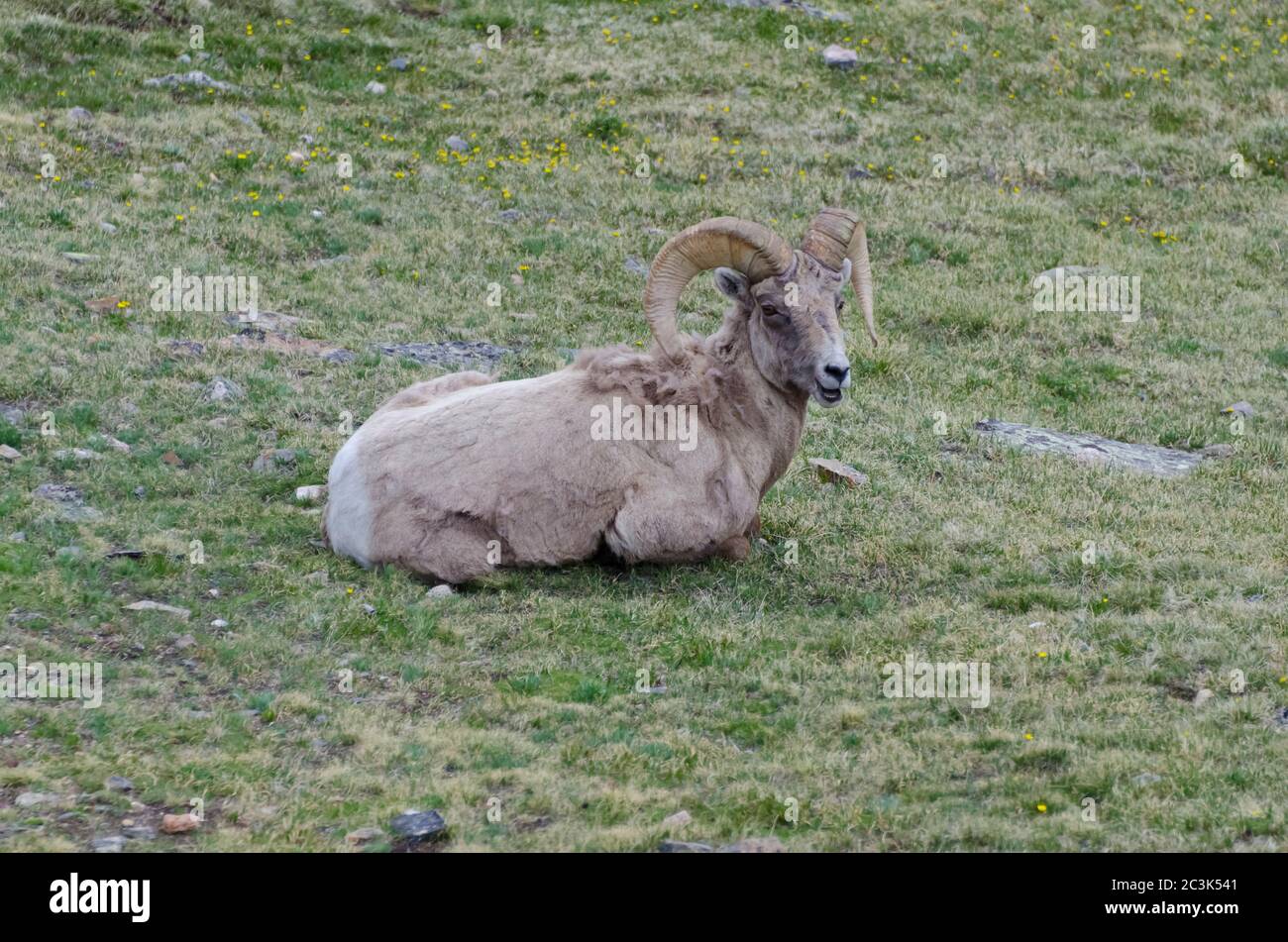 Sheep ram horns hi-res stock photography and images - Alamy