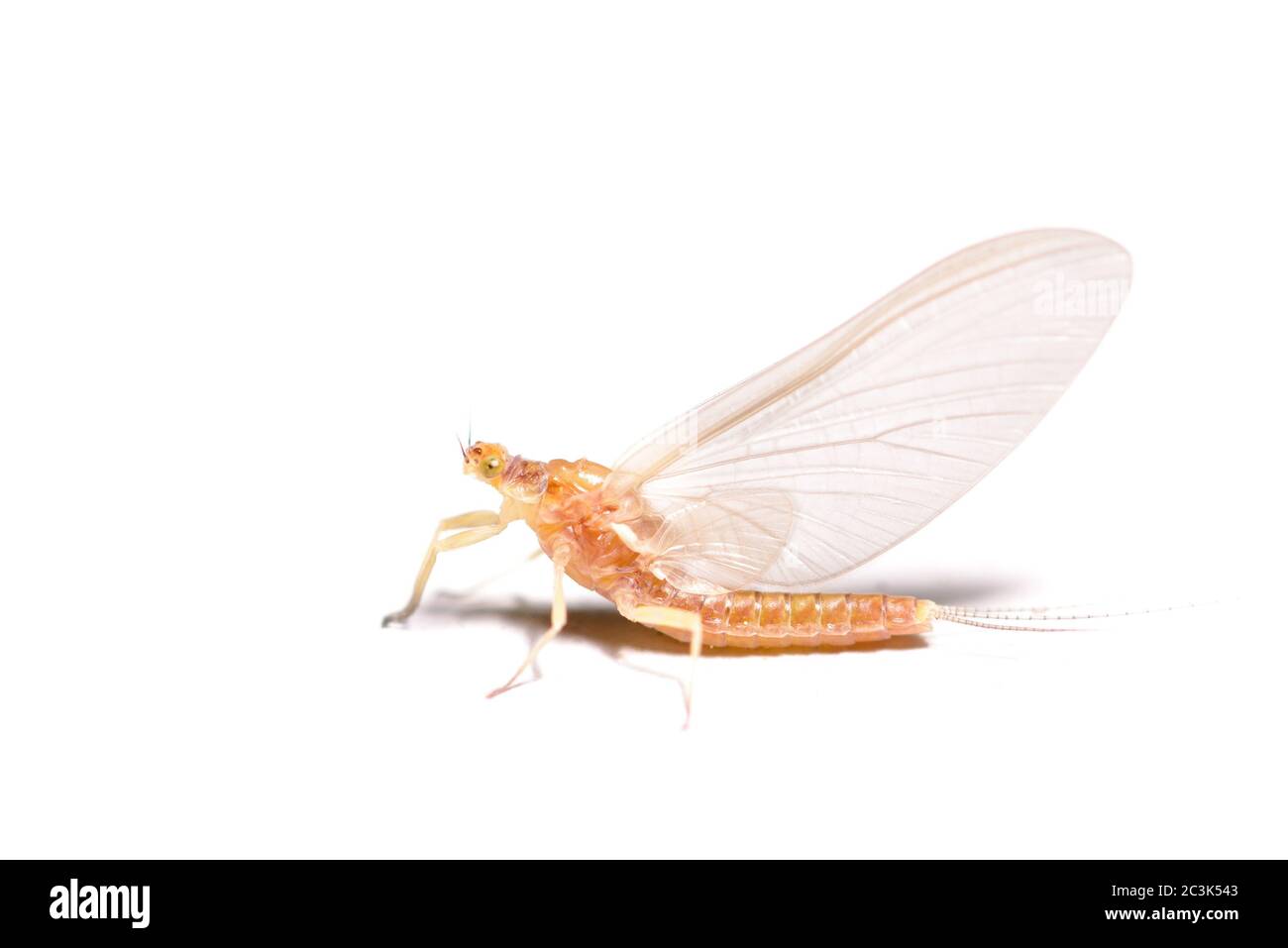 Shadfly hi-res stock photography and images - Alamy