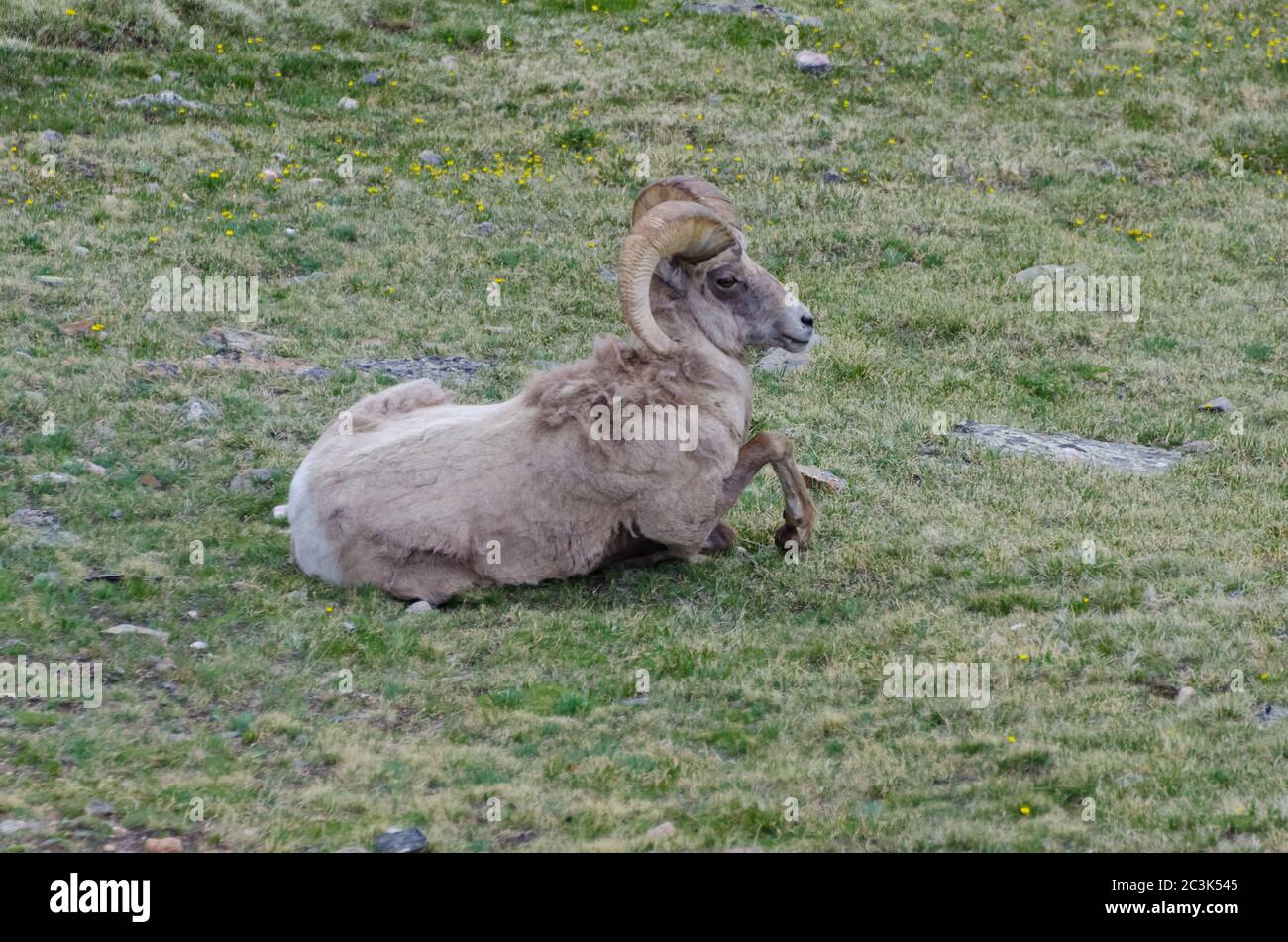 Mountain sheep, Rocky Mountain National Park, Colorado, USA Stock Photo ...