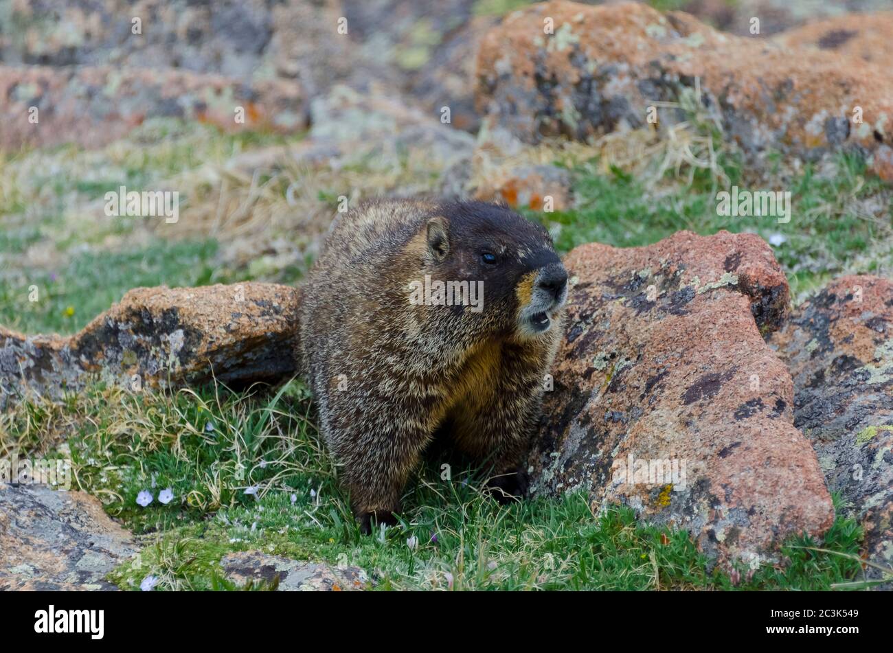 Alpine Marmot in the Rocky Mountain National Park, Colorado, USA Stock ...
