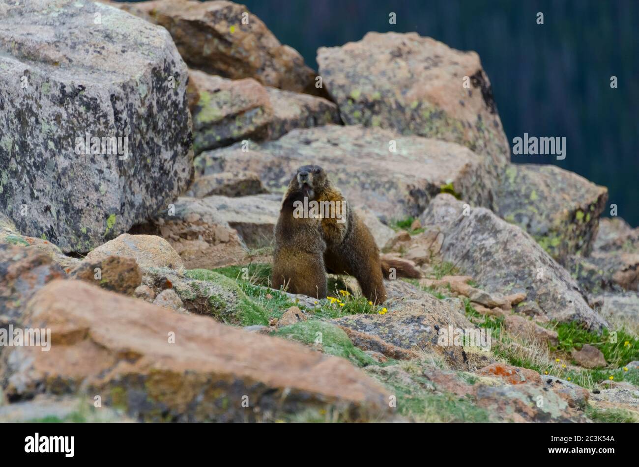 Alpine Marmot in the Rocky Mountain National Park, Colorado, USA Stock ...