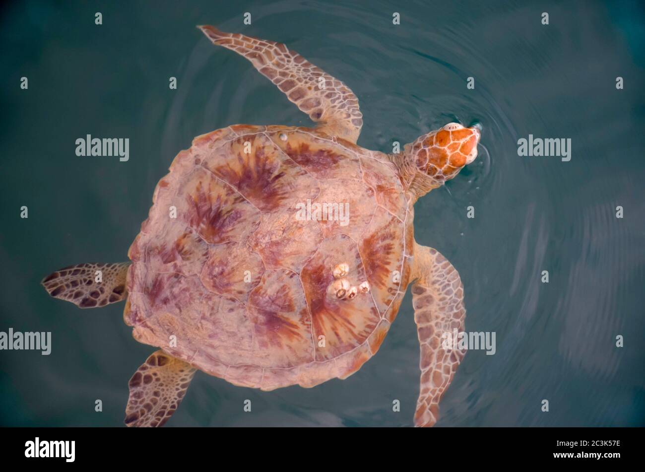 This marine Green turtle (Chelonia mydas) photographed near the Western ...