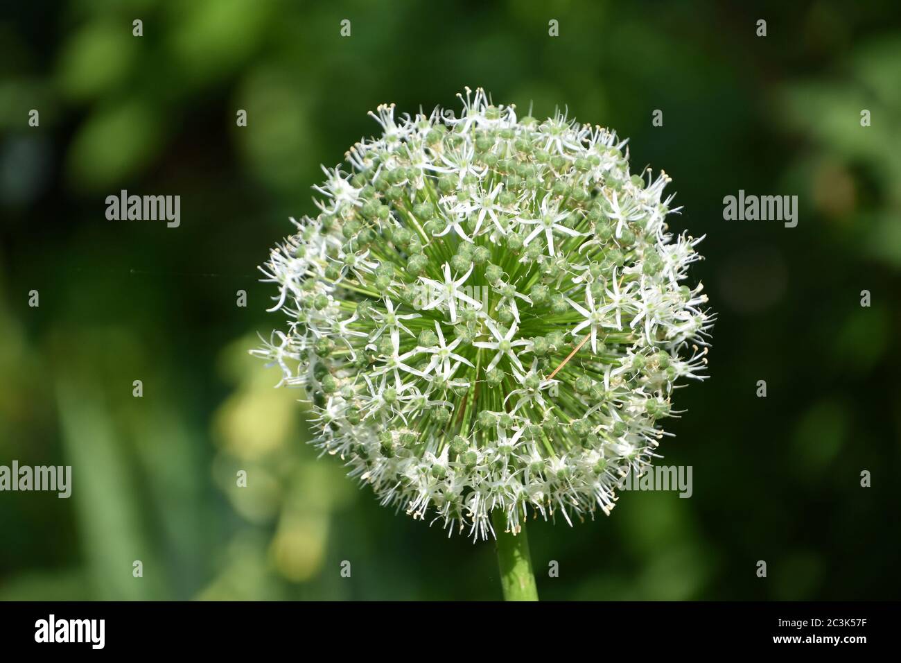 Very pretty white and green allium flower in bloom Stock Photo - Alamy