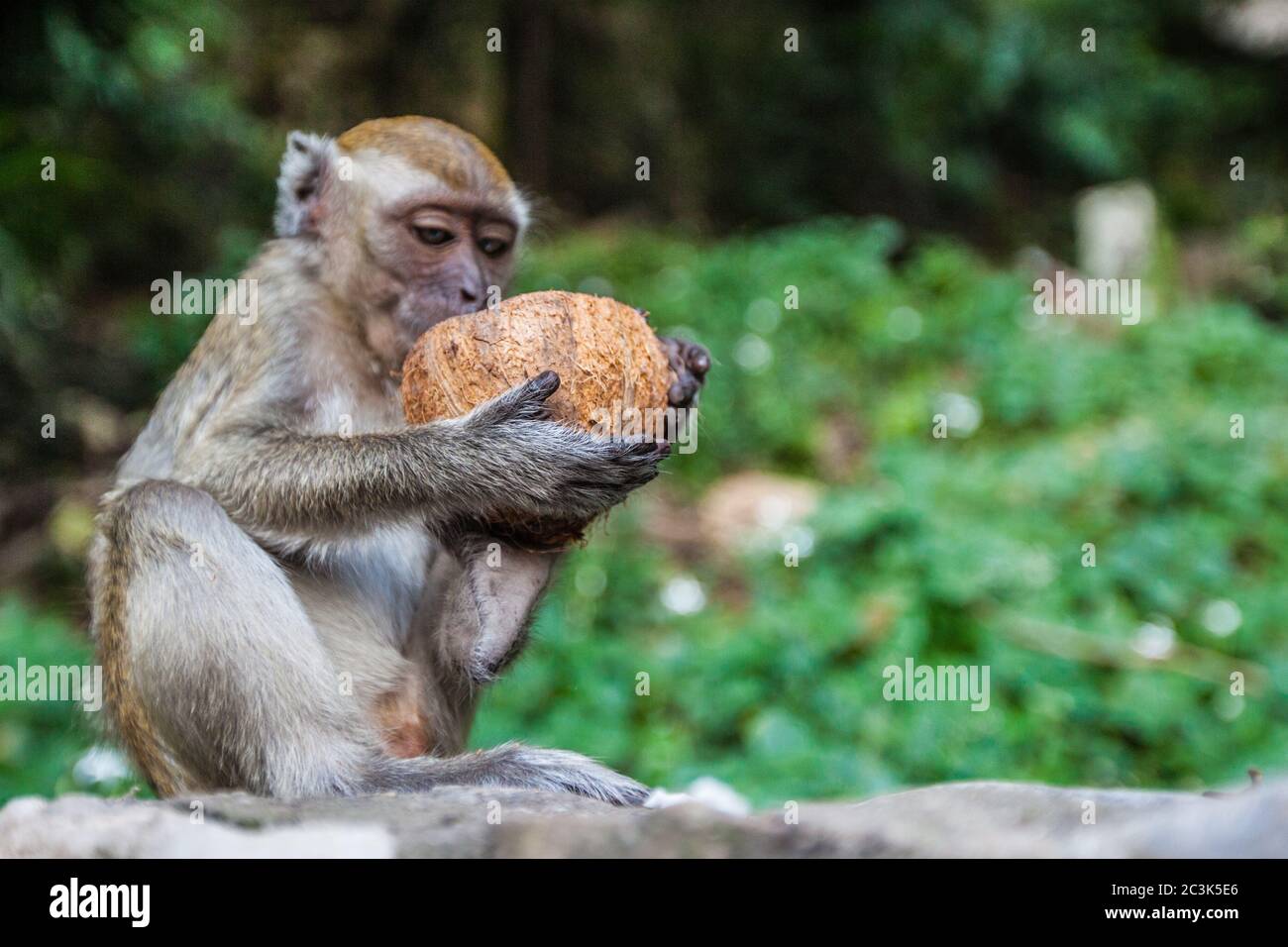 Pleasure wildlife hi-res stock photography and images - Alamy