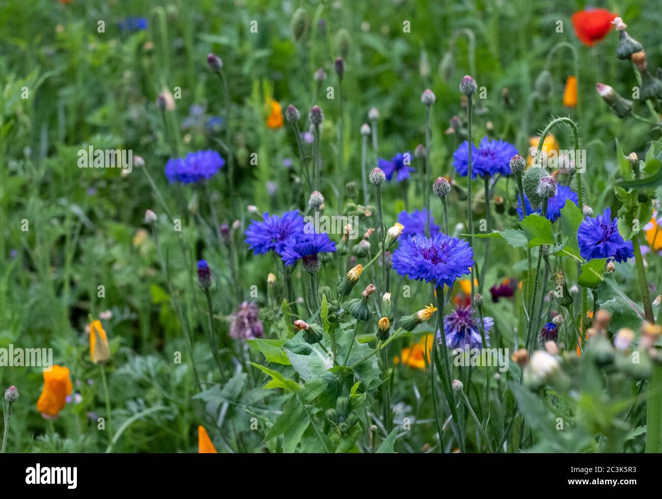 Colourful wild flowers including cornflowers and poppies, photographed ...