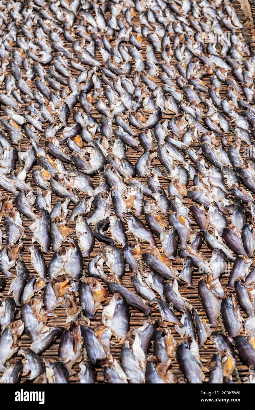 FIsh Drying in the Fish Market, Battambang, Cambodia Stock Photo - Alamy