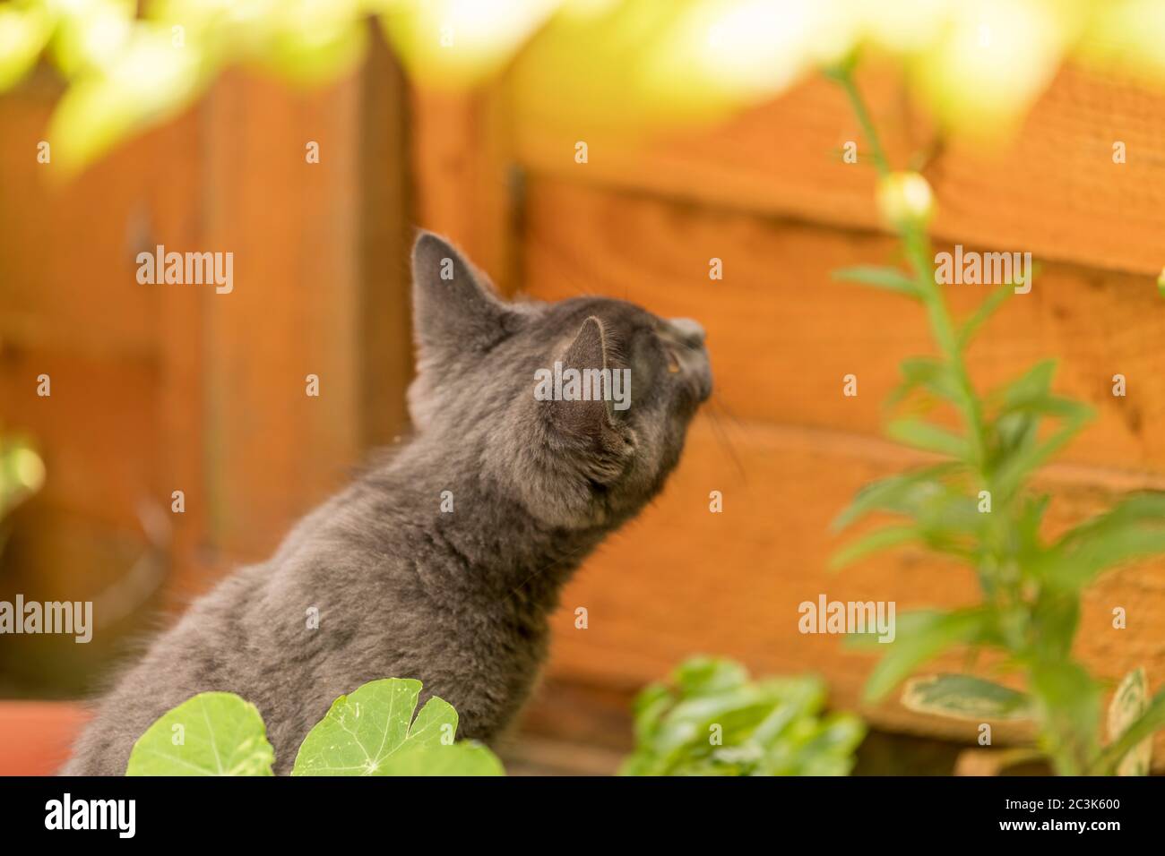 Grey cat playing in the back garden. Shallow focus, blurred background ...