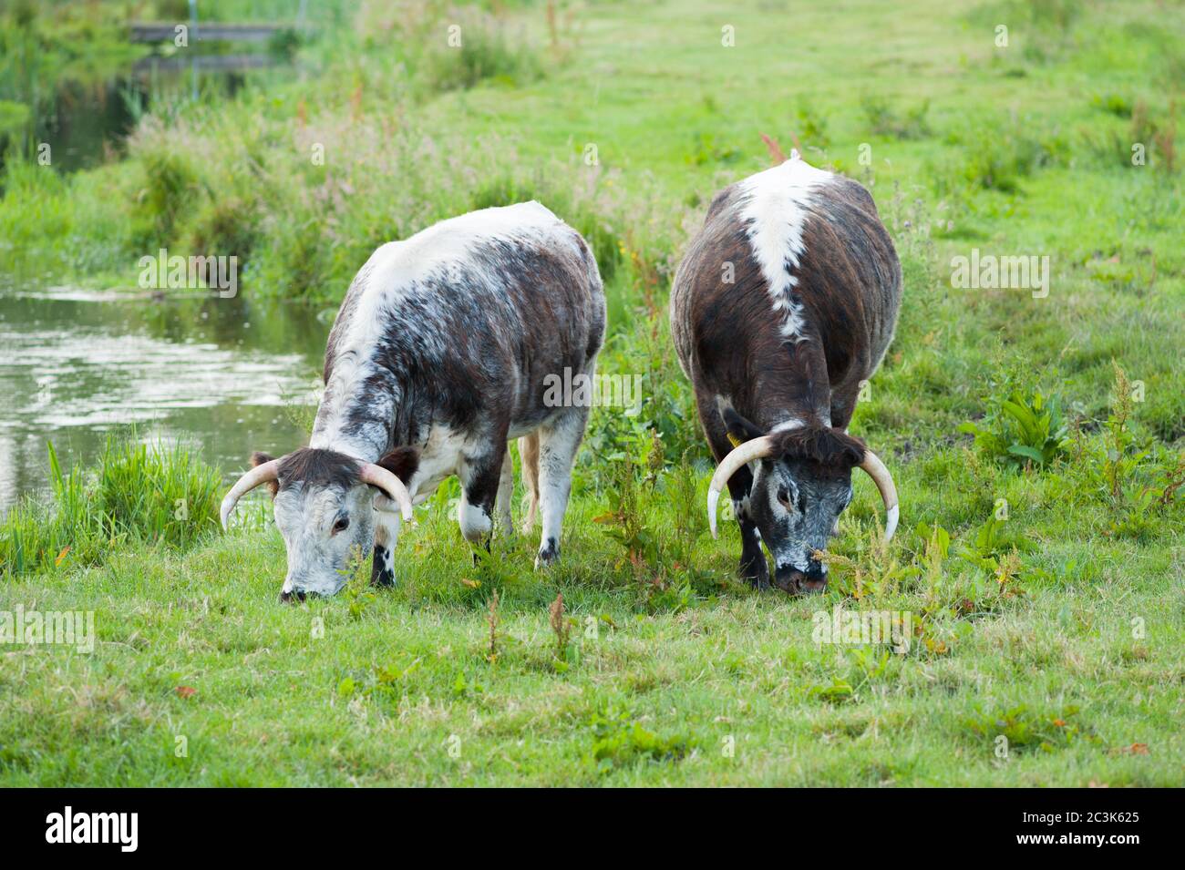 English Longhorn cattle grazing in a field in Hampshire, England, UK ...