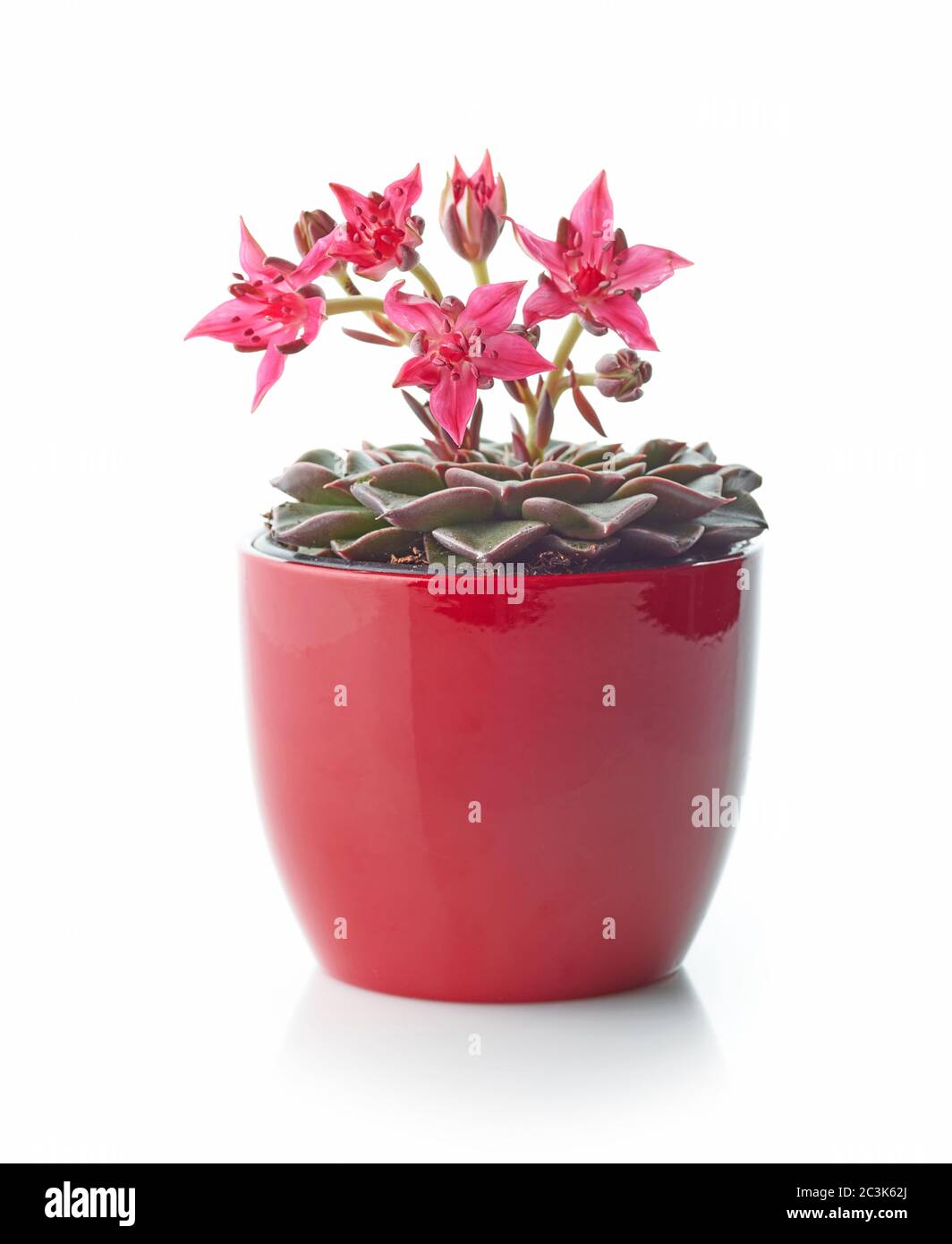 flowering grapto cactus in a red flower pot isolated on white ...